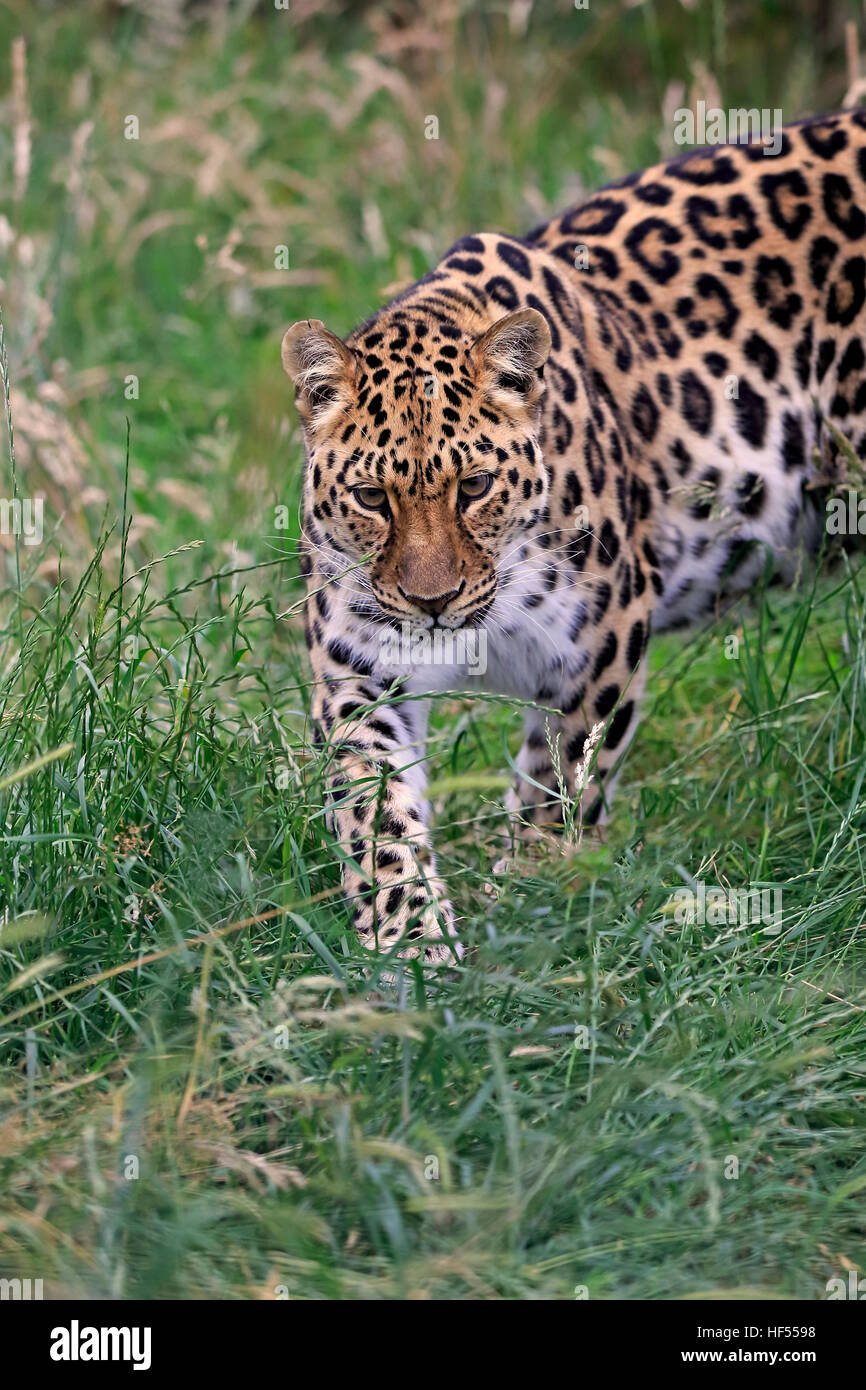 Amur leopard, (Panthera pardus orientalis), adult stalking, Asia Stock ...