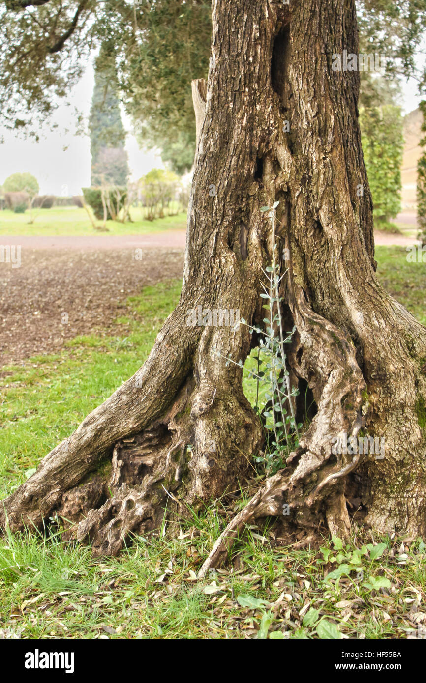 Olive tree trunks Stock Photo - Alamy