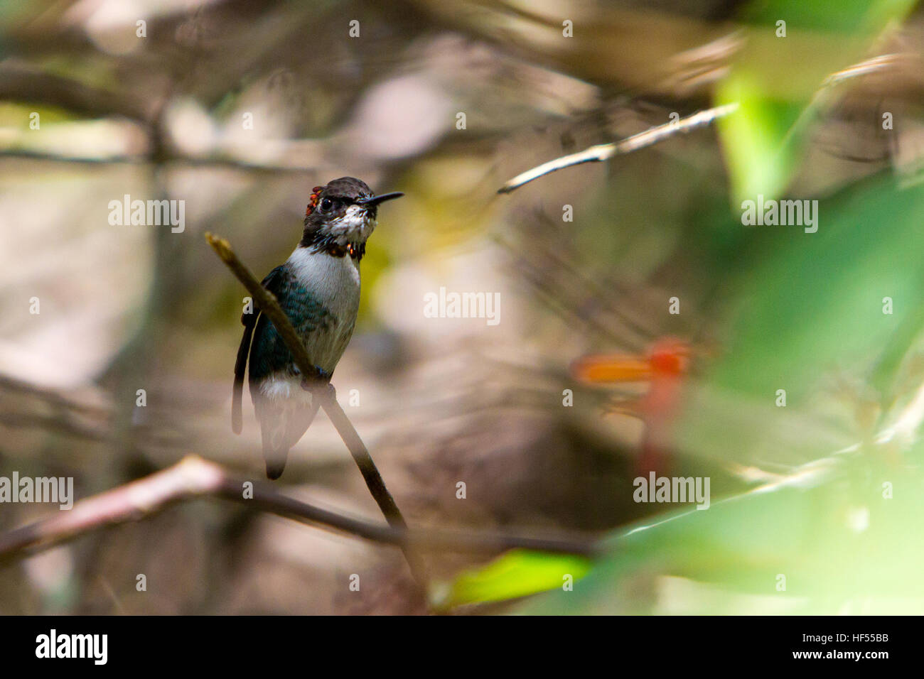 Bee hummingbird, the world's smallest bird, in Cuba Stock Photo - Alamy