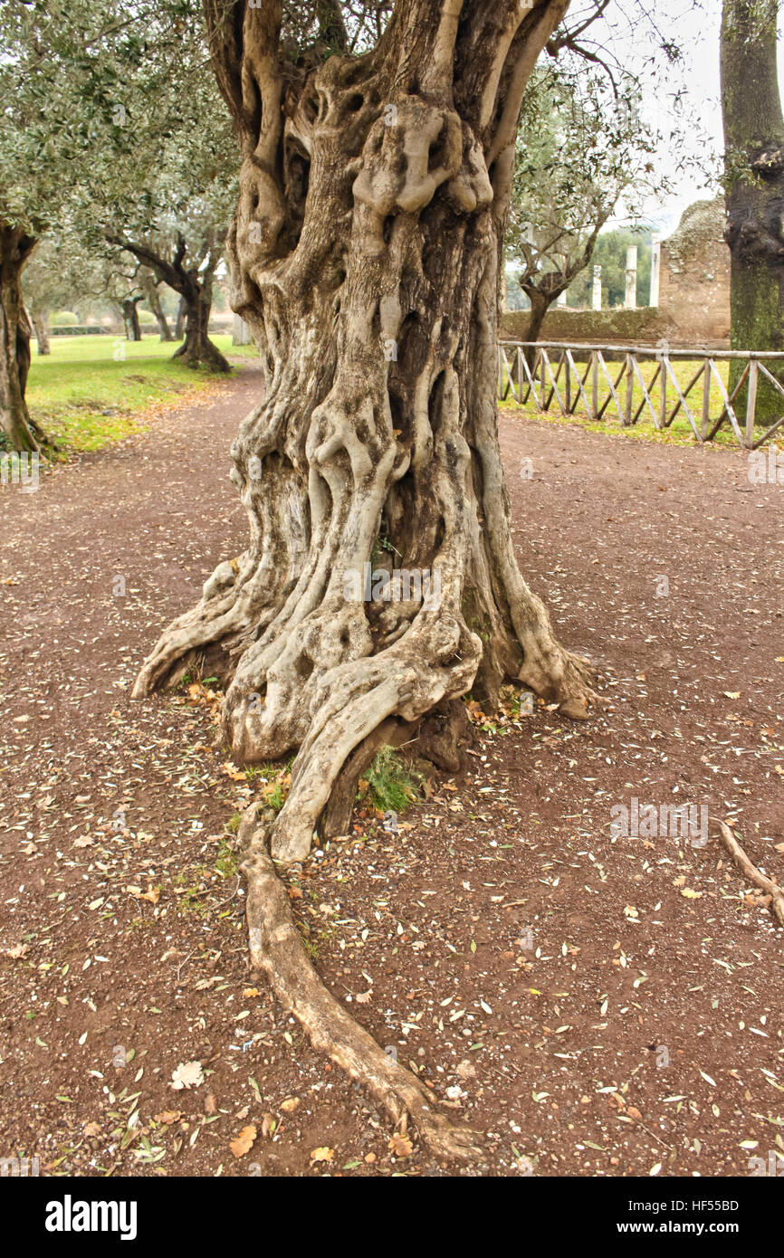 Olive tree trunks Stock Photo - Alamy