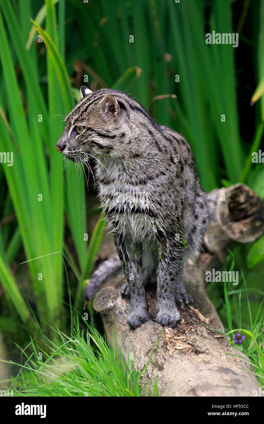 Fishing cats asia hi-res stock photography and images - Alamy