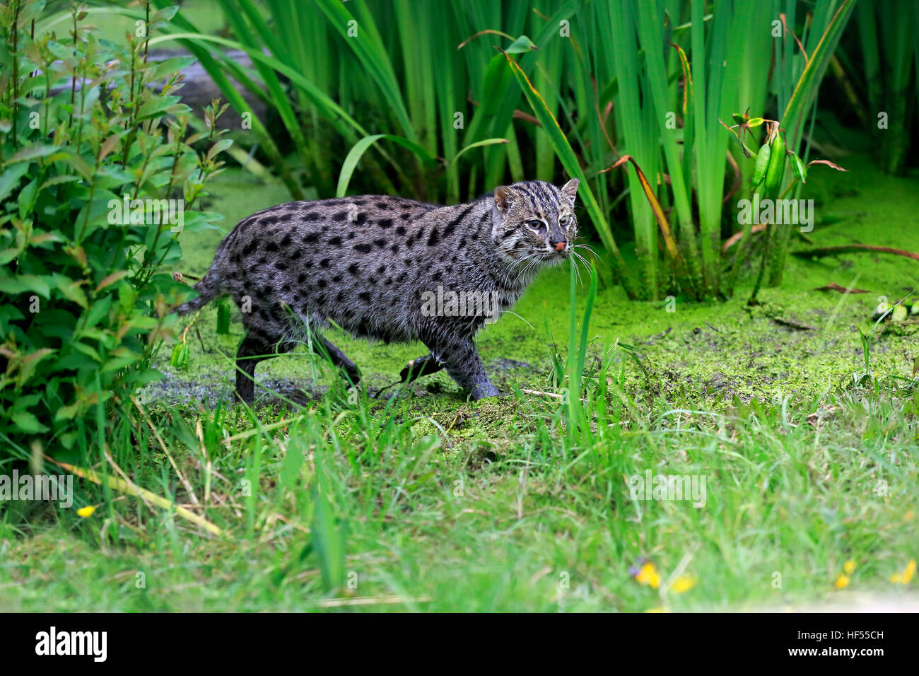 Stalking cat hi-res stock photography and images - Alamy