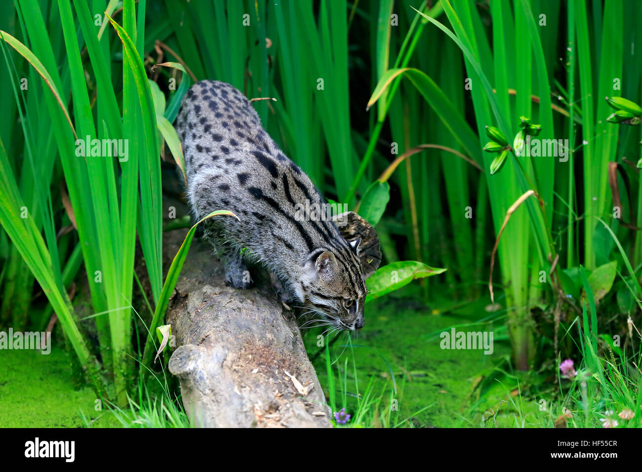 Fishing cat hi-res stock photography and images - Alamy