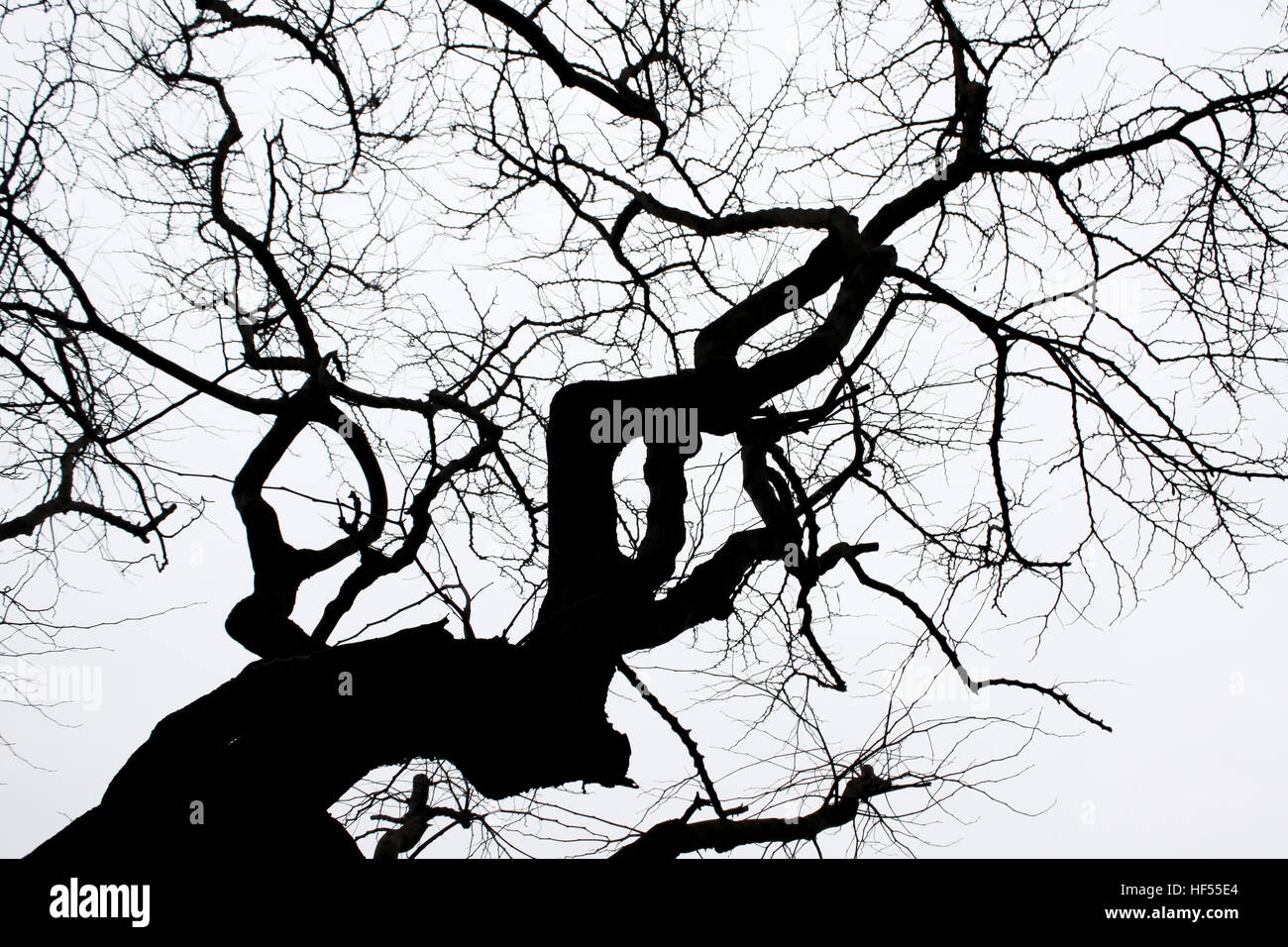 Creepy big tree silhouette Stock Photo - Alamy