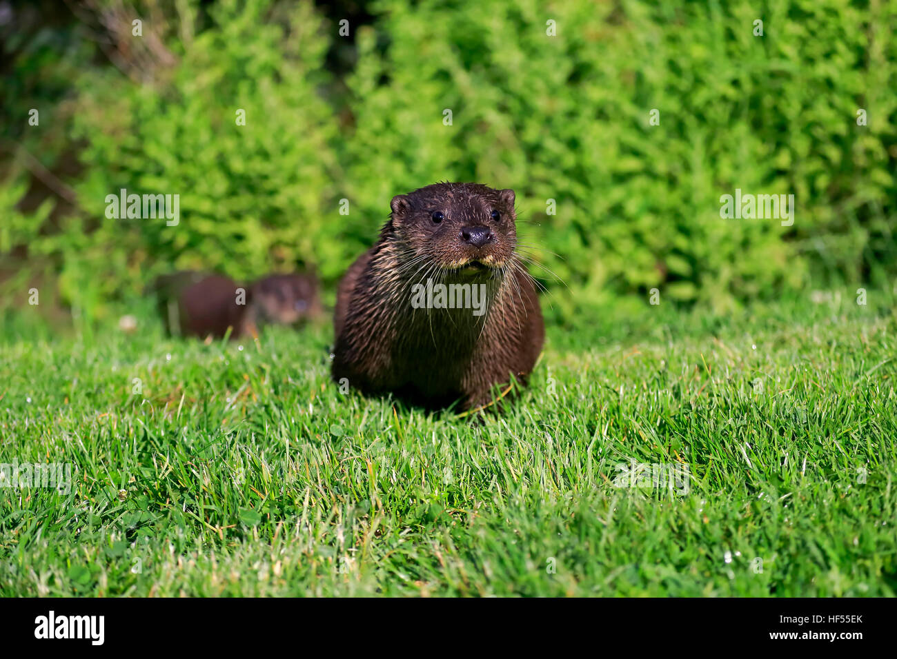 Common otter hi-res stock photography and images - Alamy