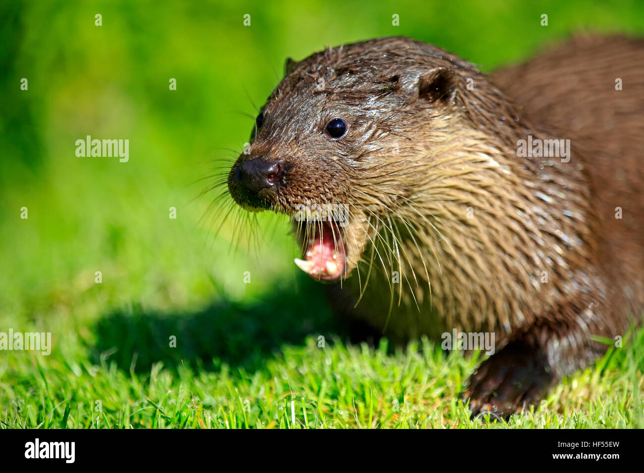 European otter, common otter, (Lutra lutra), adult jawning, Surrey ...