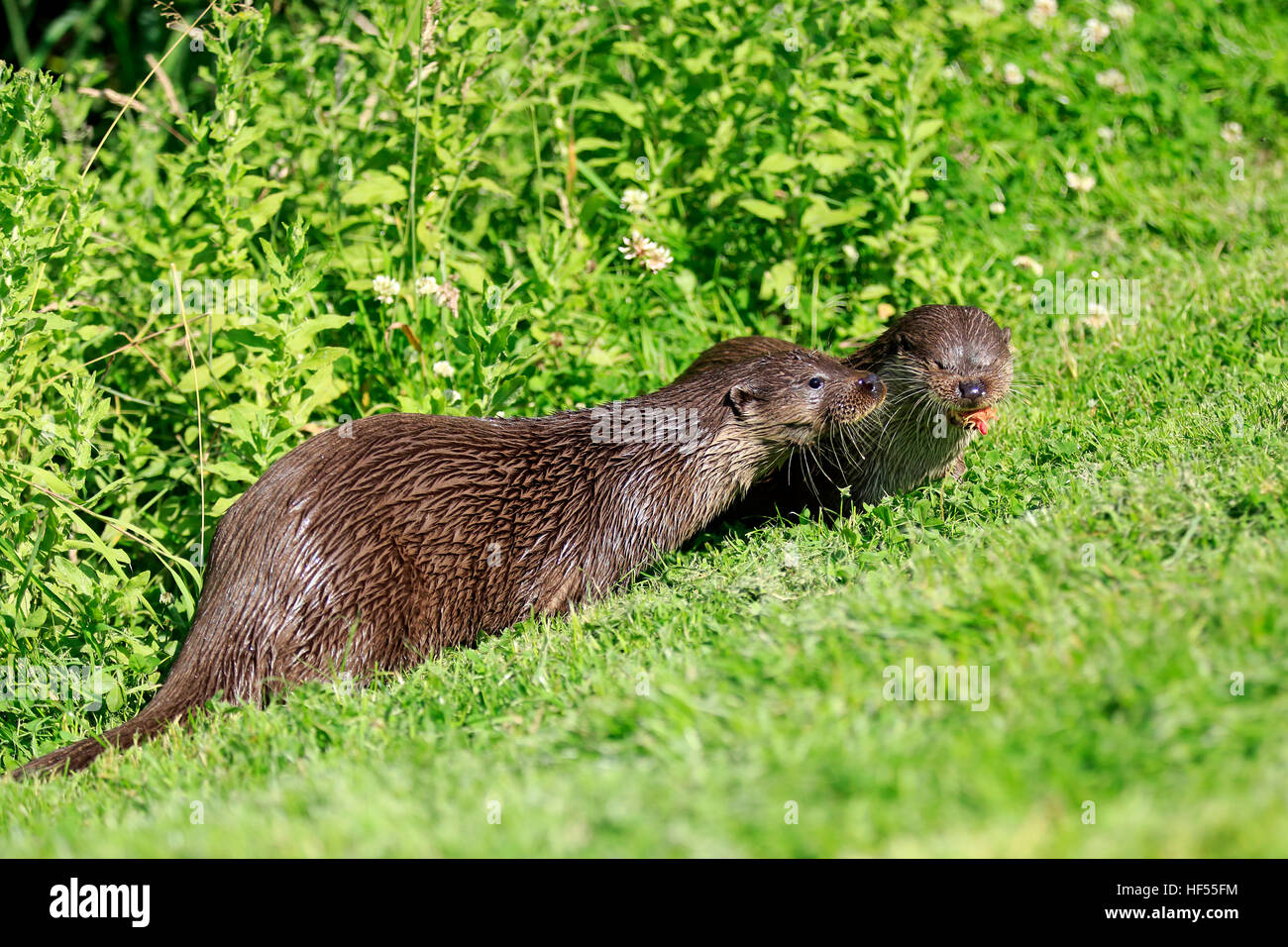 European otter, common otter, (Lutra lutra), adult couple feeding ...