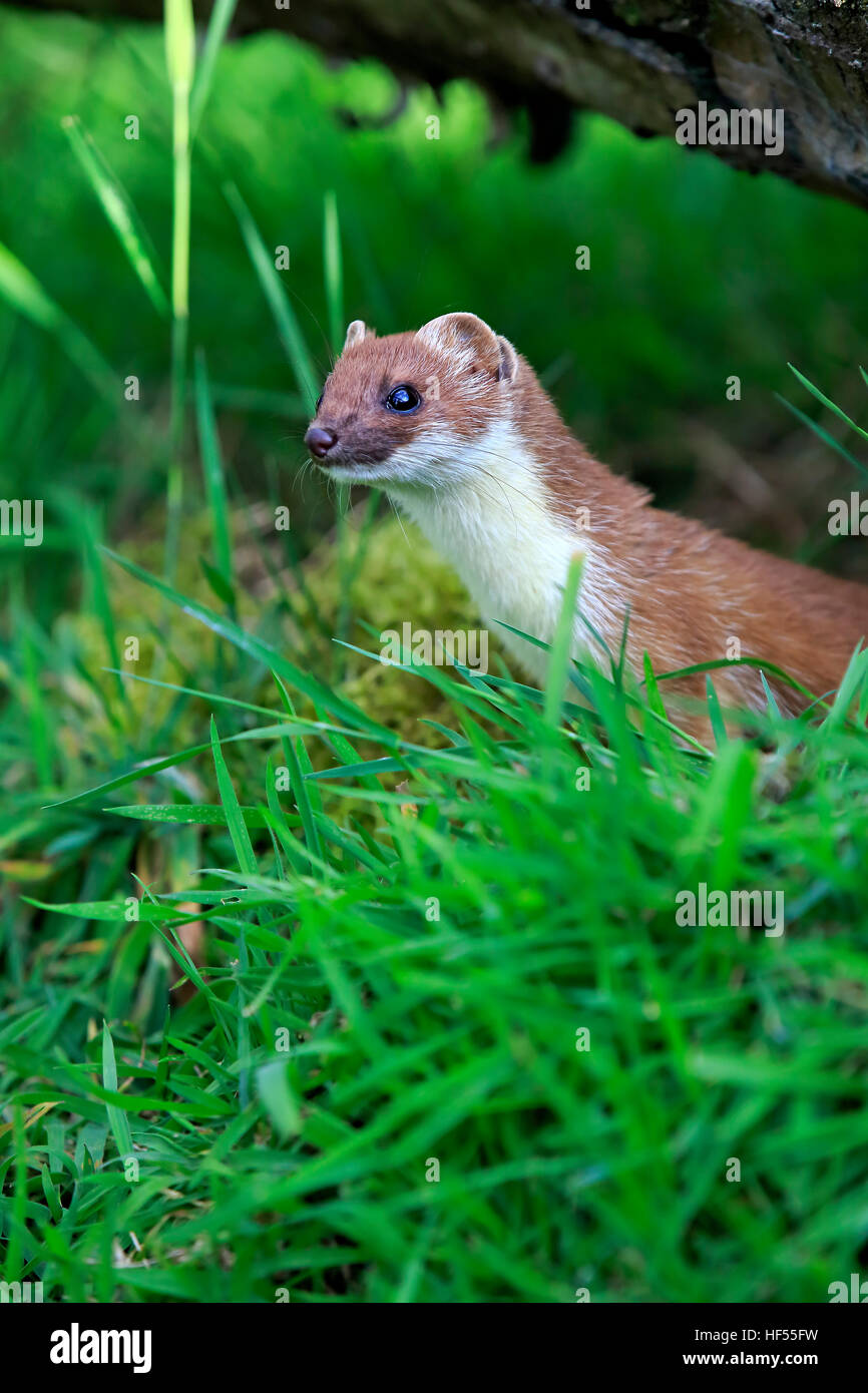 Weasel and stoat hi-res stock photography and images - Alamy