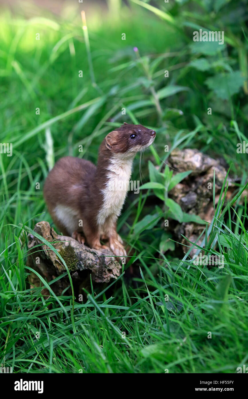 Stoat, short-tailed weasel, (Mustela erminea), adult alert, Surrey ...