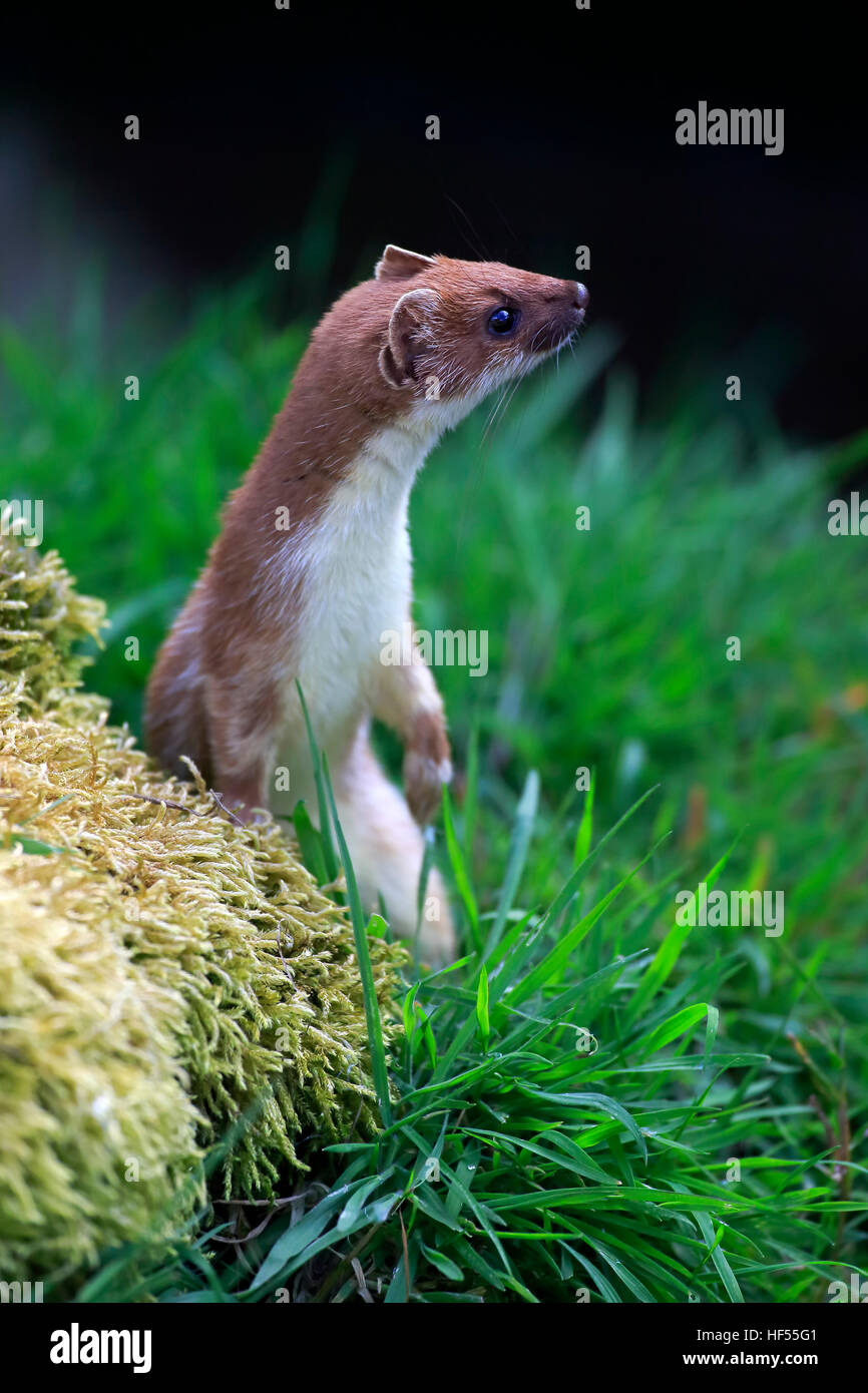 Stoat standing upright hi-res stock photography and images - Alamy