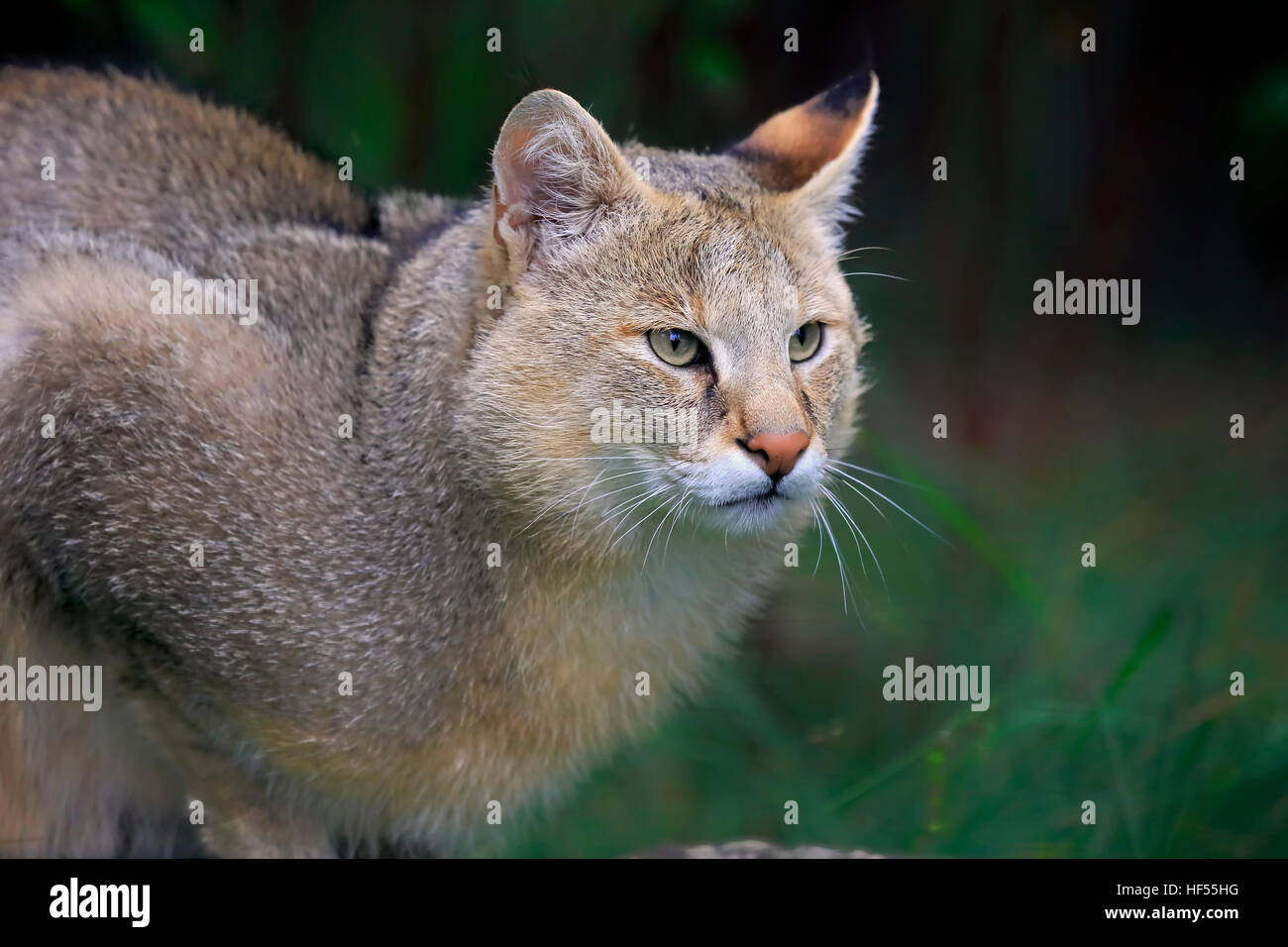 Jungle Cat, Swamp Cat, (Felis chaus), adult alert portrait, Asia Stock ...