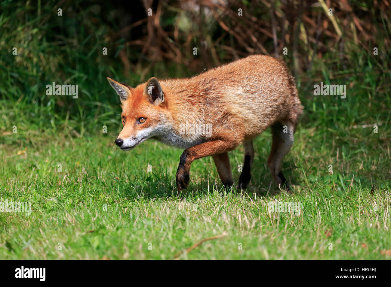 Red Fox, (Vulpes vulpes), adult stalking alert, Surrey, England, Europe ...