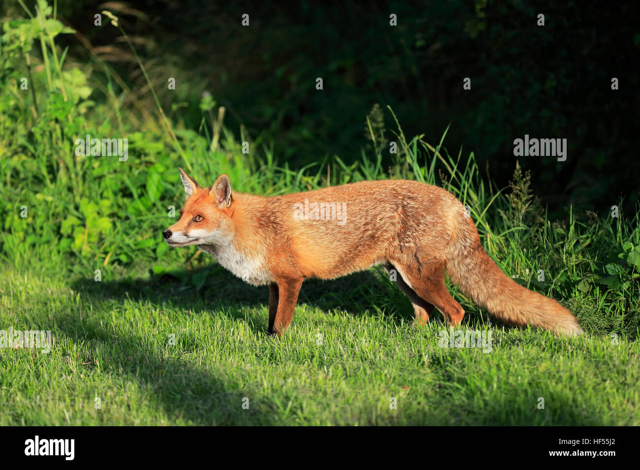 Adult red fox hi-res stock photography and images - Alamy