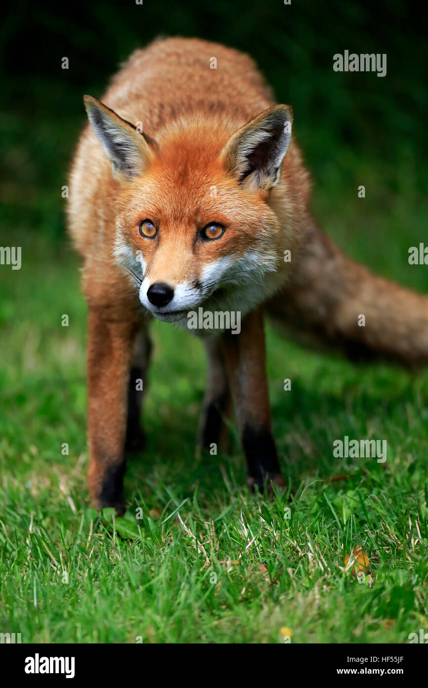 Red Fox, (Vulpes vulpes), adult portrait, Surrey, England, Europe Stock ...
