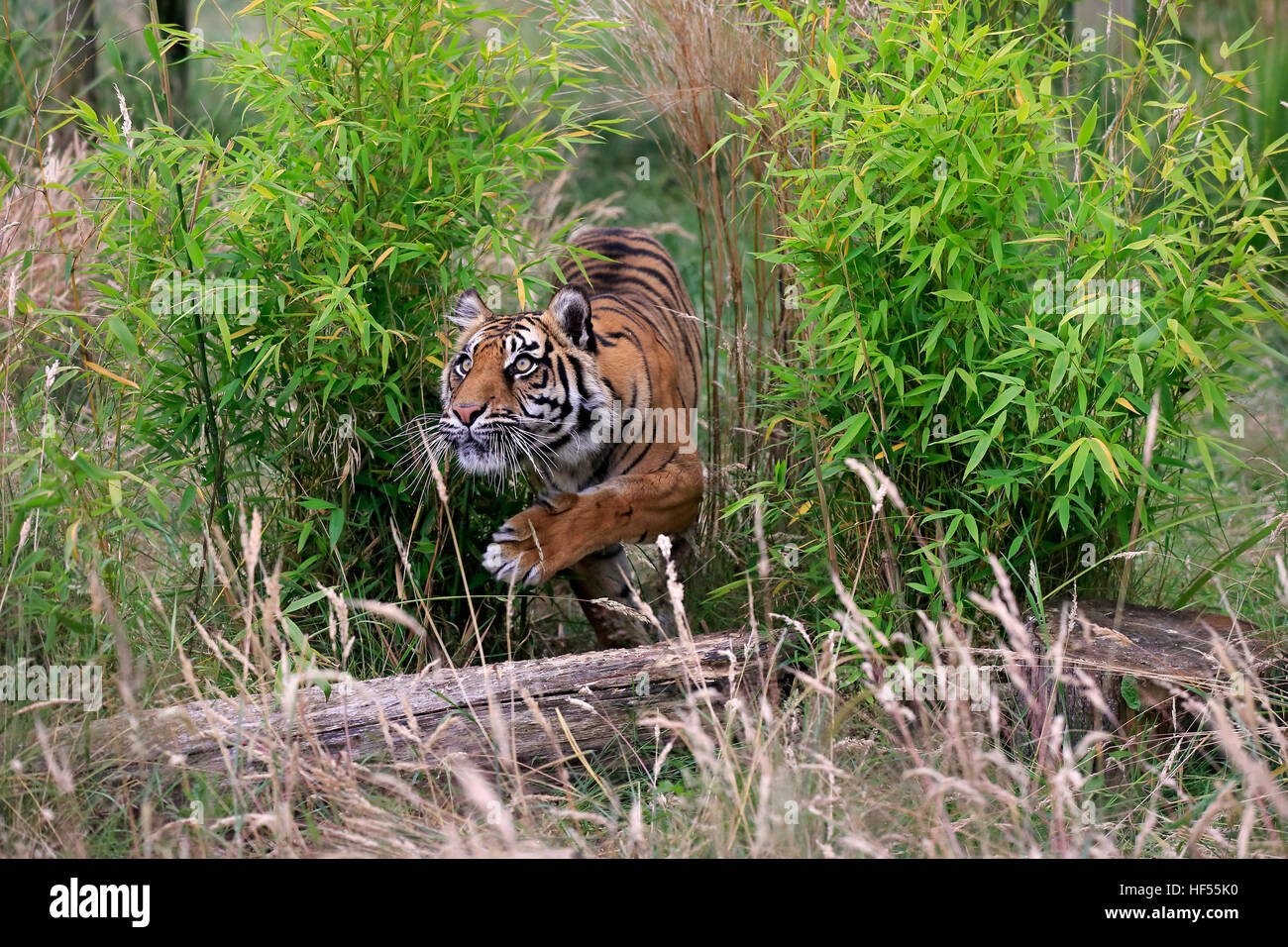 Tiger stalking prey hi-res stock photography and images - Alamy