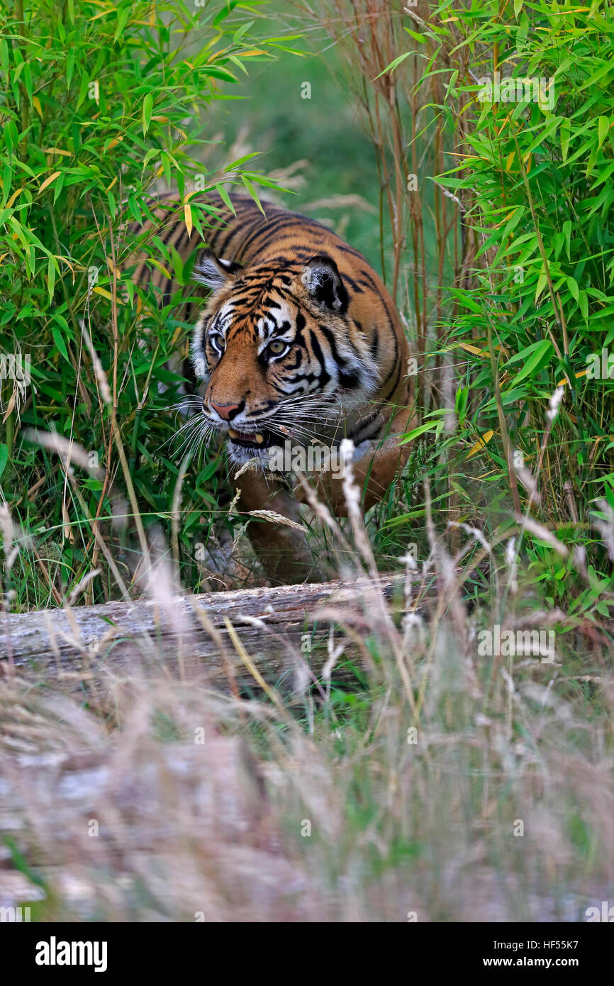 Adult Siberian Tiger High Resolution Stock Photography and Images - Alamy