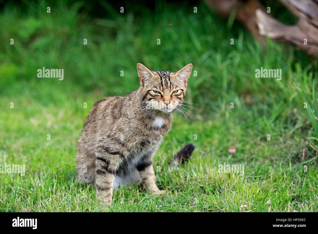 Scottish wildcat felis silvestris hi-res stock photography and images ...