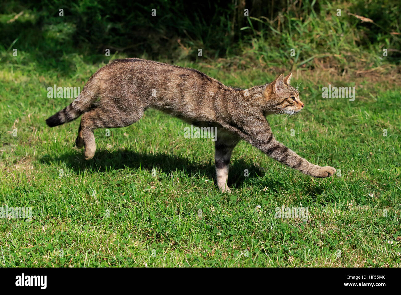 Scottish wildcat action hi-res stock photography and images - Alamy