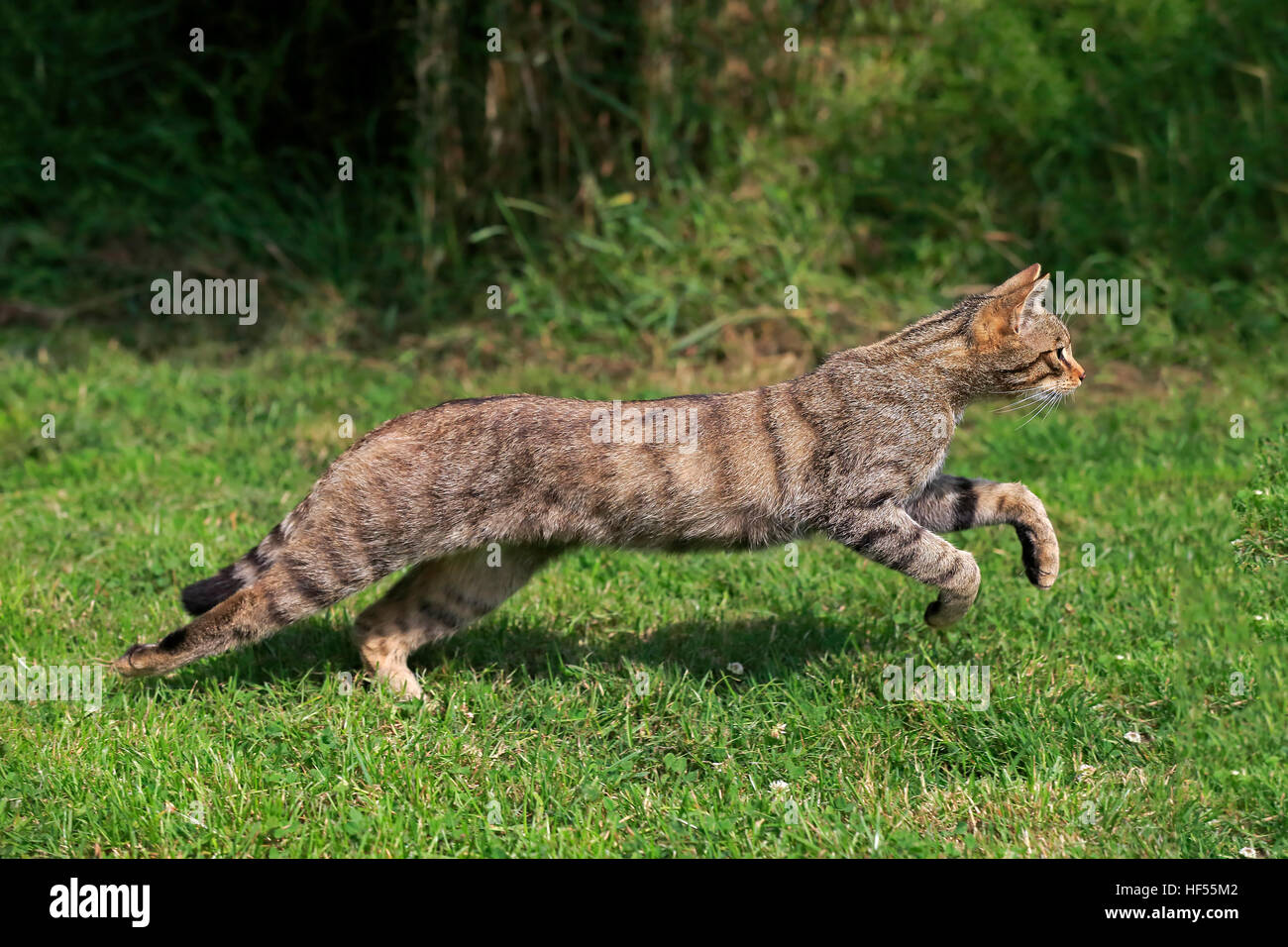 Scottish Wildcat, (Felis silvestris silvestris), adult jumping, Surrey ...