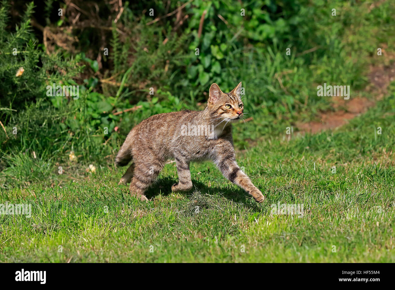 Scottish Wildcat, (Felis silvestris silvestris), adult jumping, Surrey ...