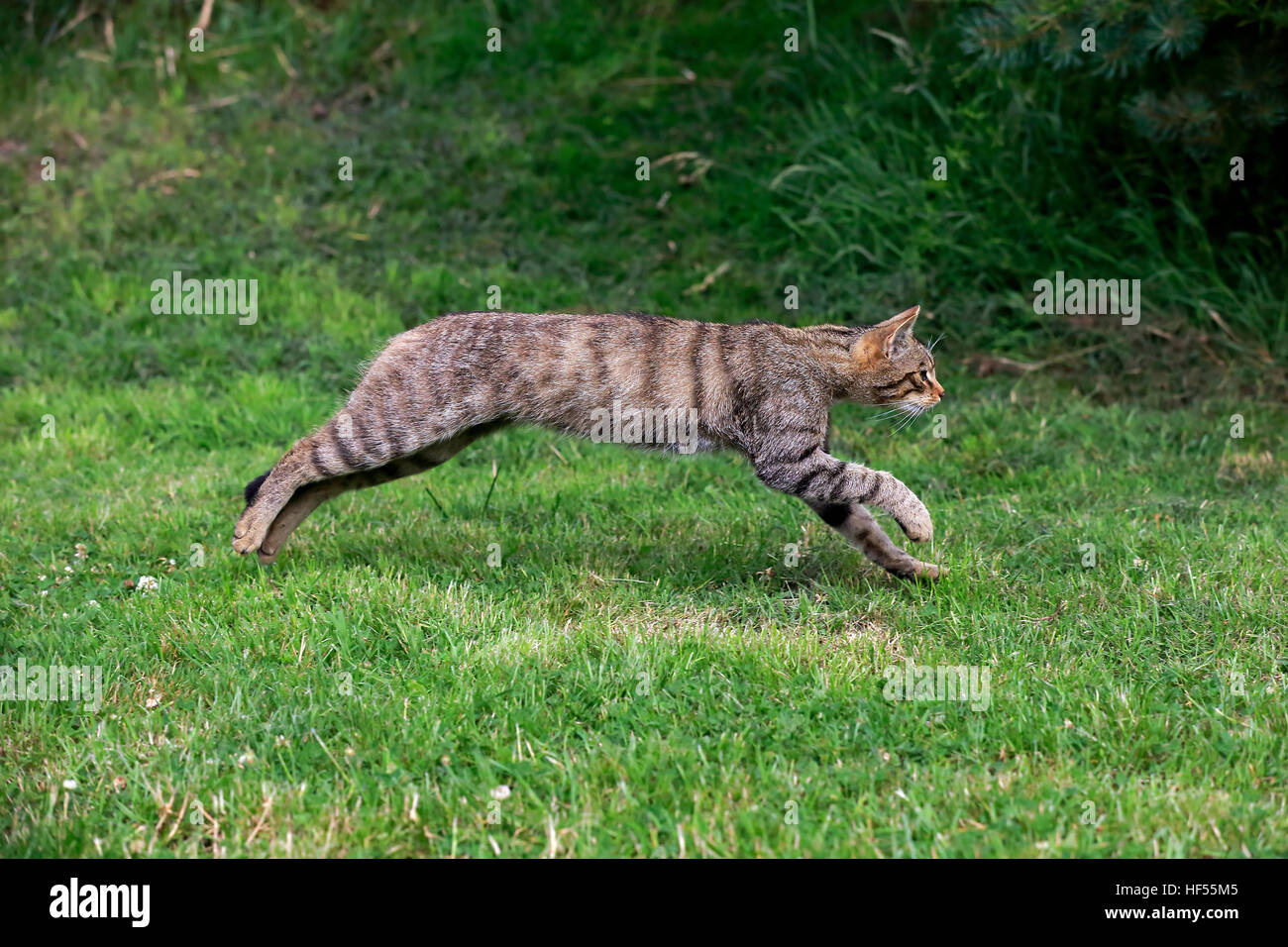 Scottish Wildcat, (Felis silvestris silvestris), adult jumping, Surrey ...