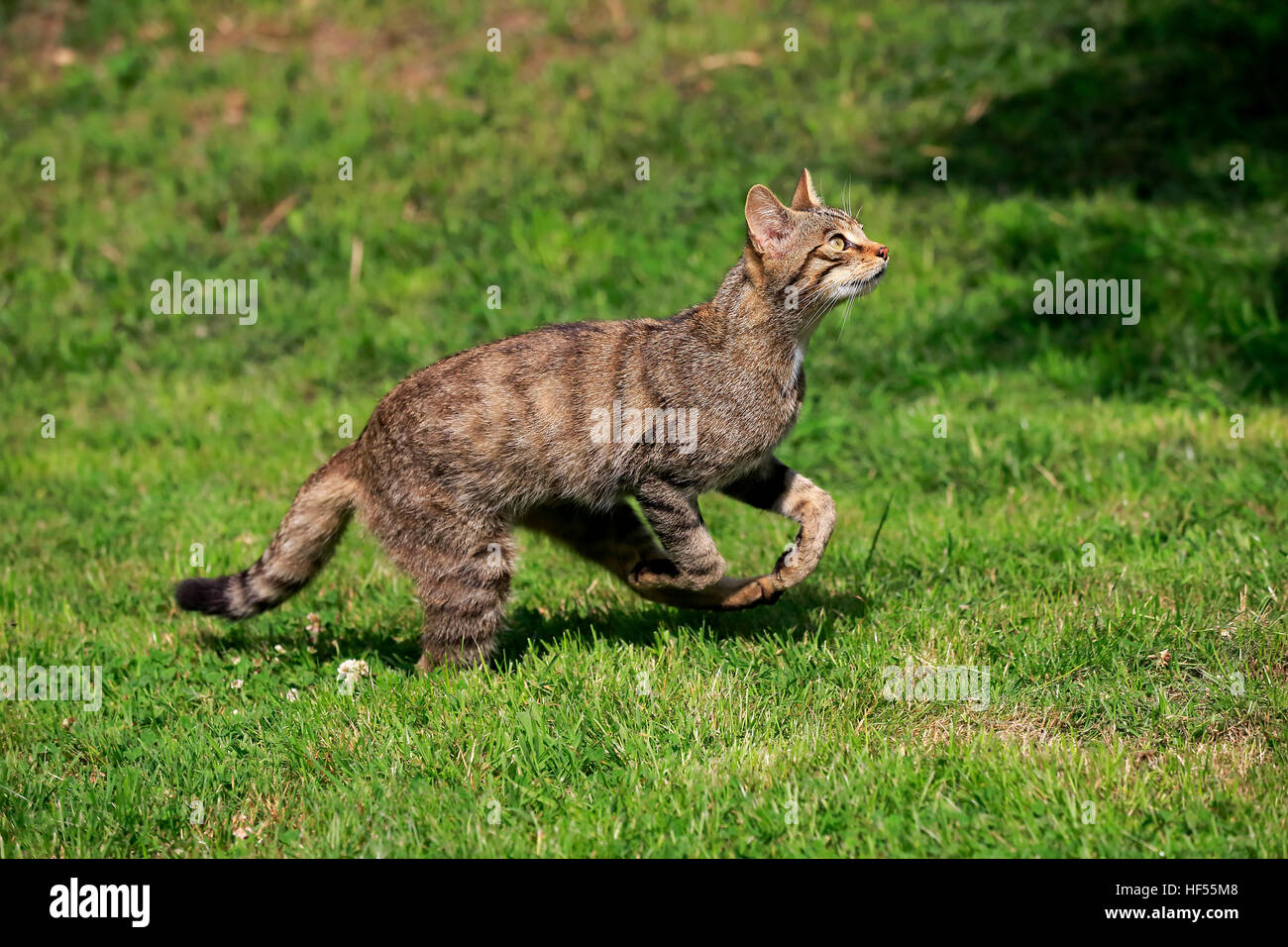 Cat jumping for the prey hi-res stock photography and images - Alamy