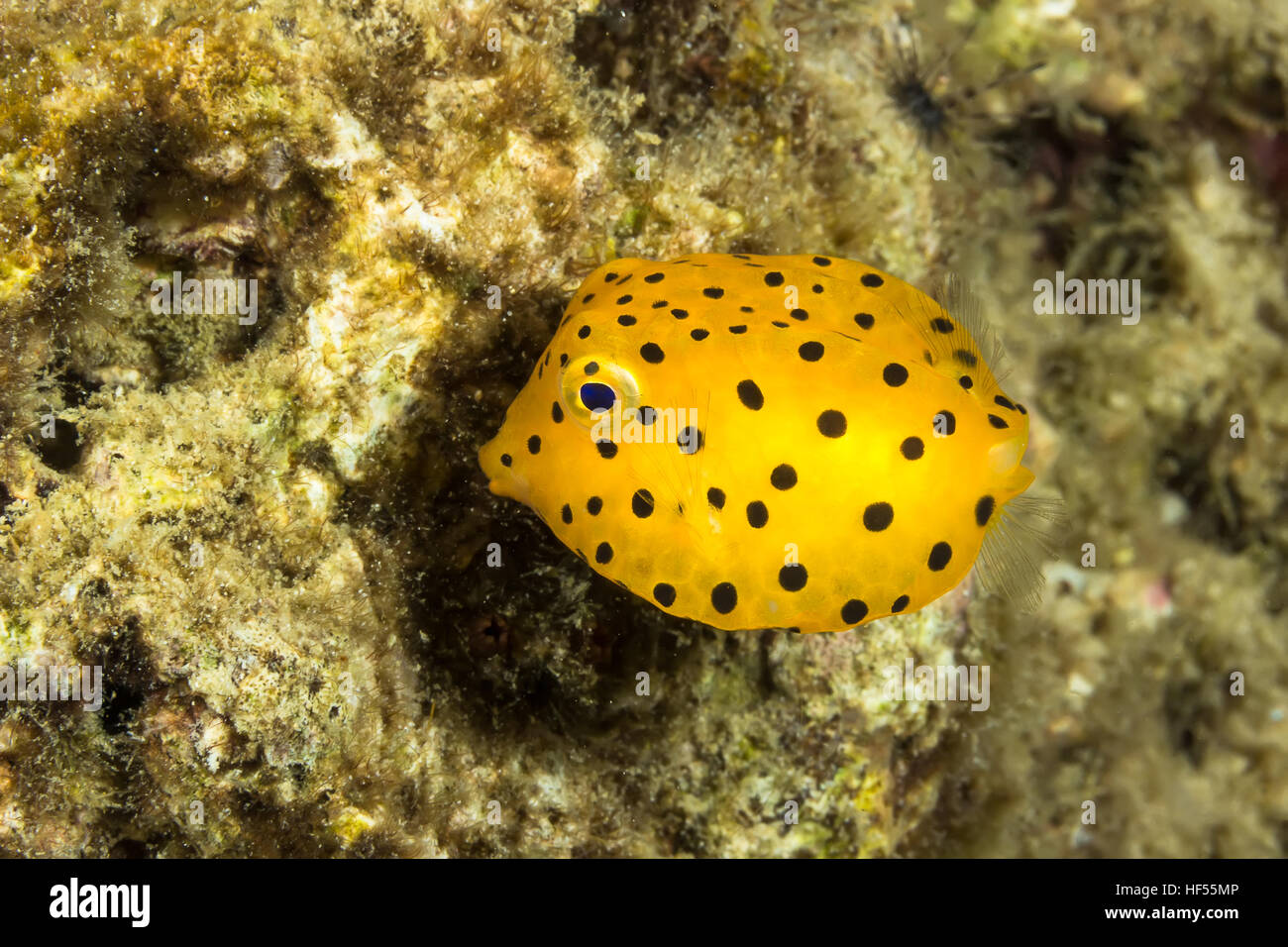 Underwater picture of Yellow Boxfish (Ostracion cubicus Stock Photo - Alamy