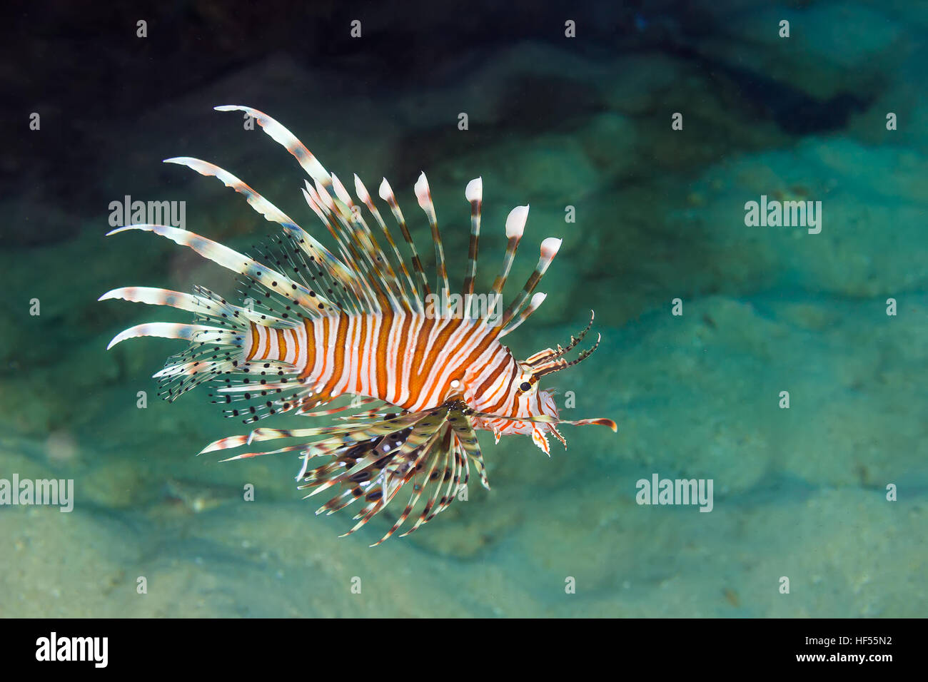 Underwater picture of Pacific Lionfish (Pterois miles Stock Photo - Alamy