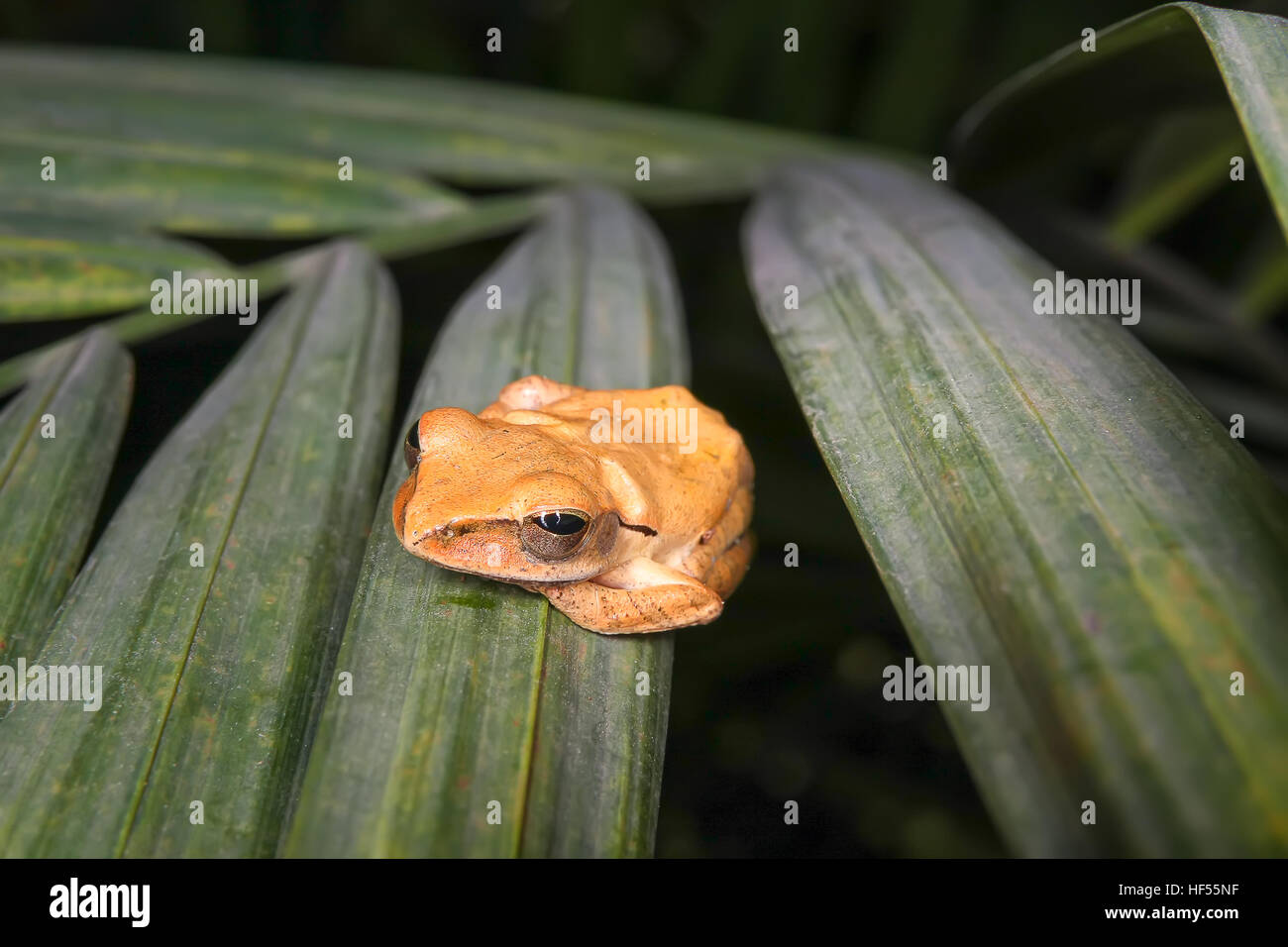 Common Tree Frog (Polypedates leucomystax Stock Photo - Alamy