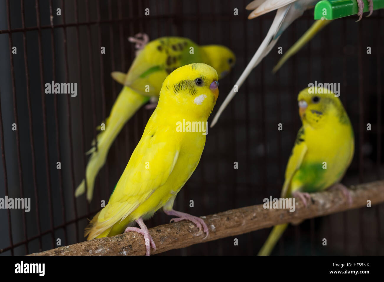 Yellow budgie budgerigar birds in hi-res stock photography and images ...