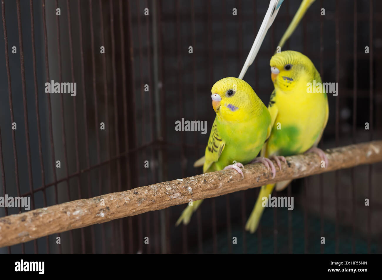 Yellow Budgie Stock Photos & Yellow Budgie Stock Images - Alamy