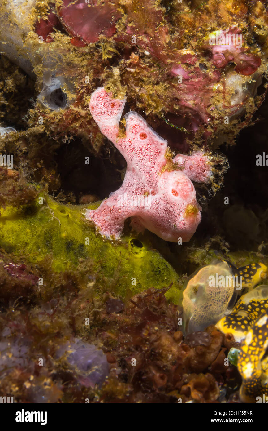 Underwater picture of hiding Tiny Pink Frogfish Stock Photo - Alamy