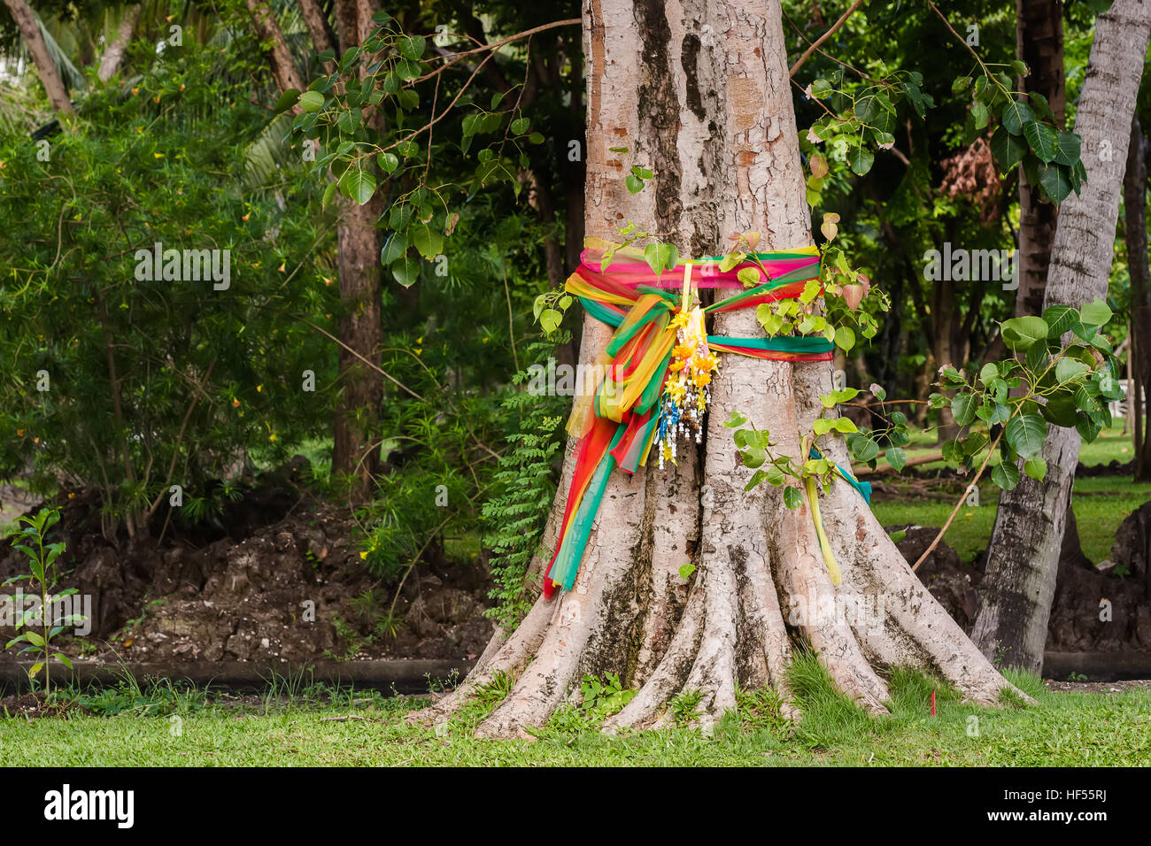 Holly Bodhi Tree and three colored fabric tied Stock Photo - Alamy