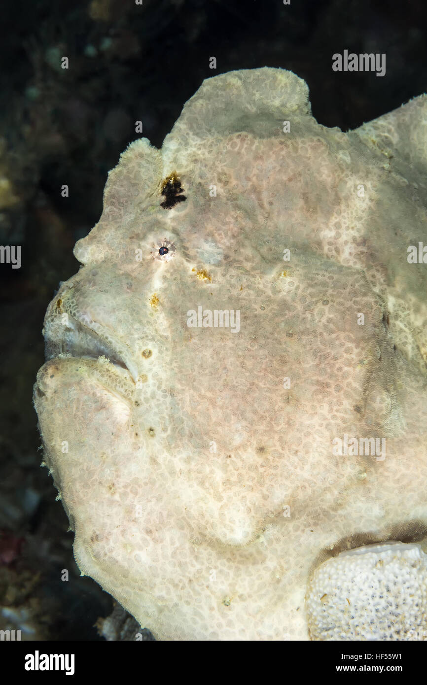 Underwater picture of Commerson's frogfish, Giant frogfish Stock Photo ...