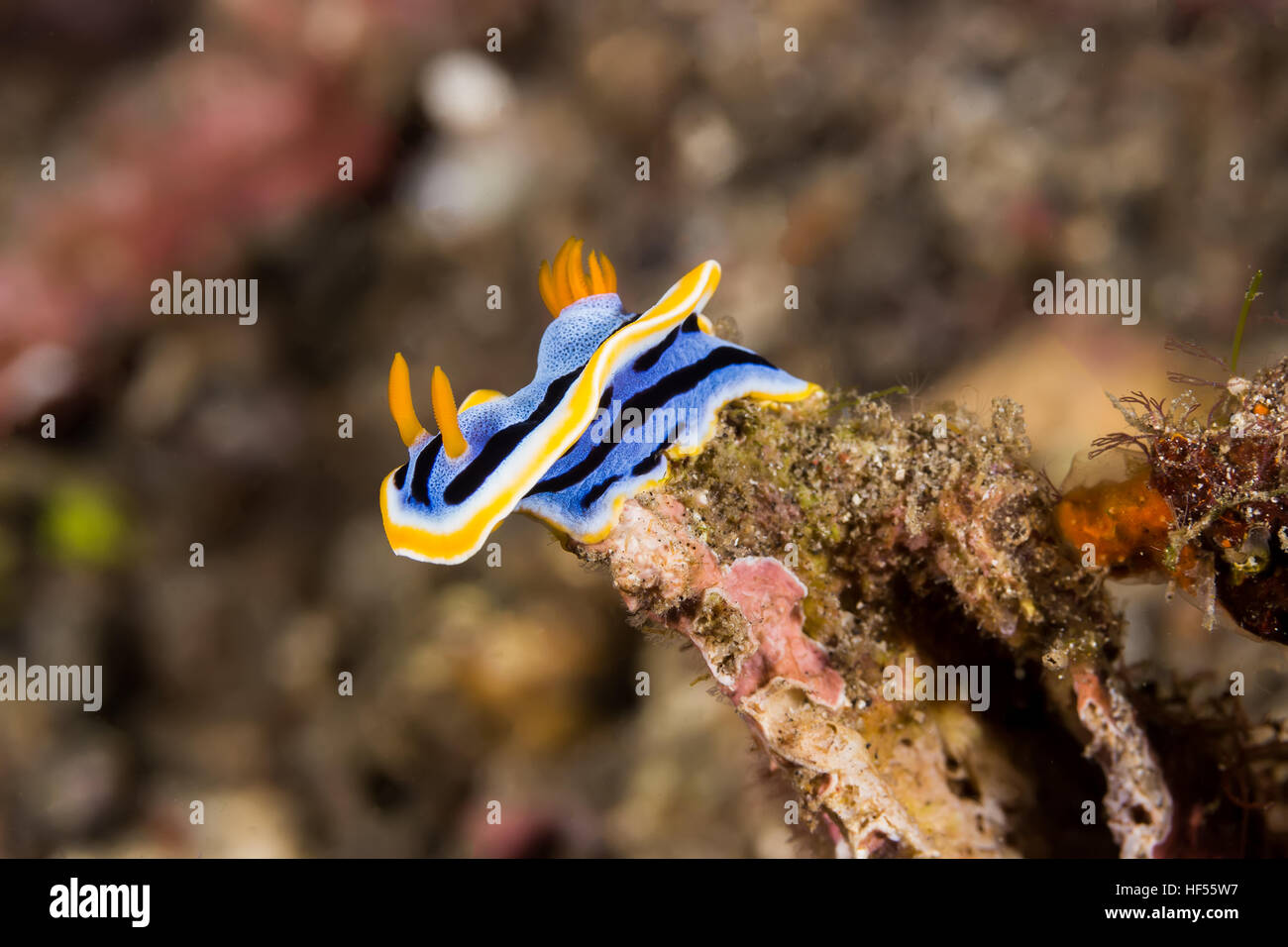 Underwater picture of Chromodoris annae Nudibranch Sea Slug Stock Photo ...
