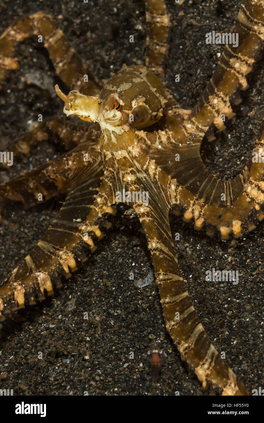 Underwater picture of Wunderpus photogenicus Octopus Stock Photo - Alamy