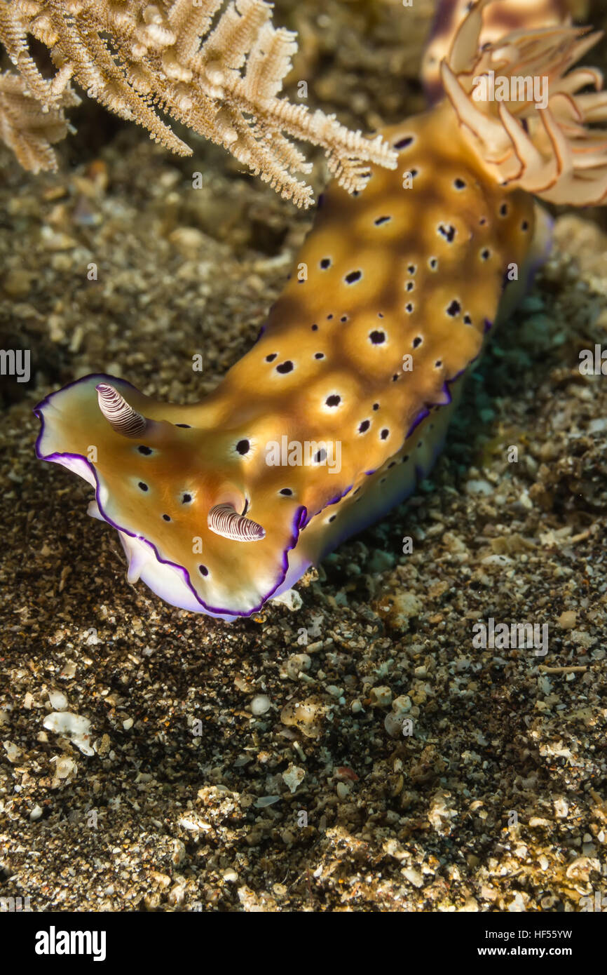 Underwater picture of Chromodoris leopardus, Nudibranch, Sea Slug Stock ...