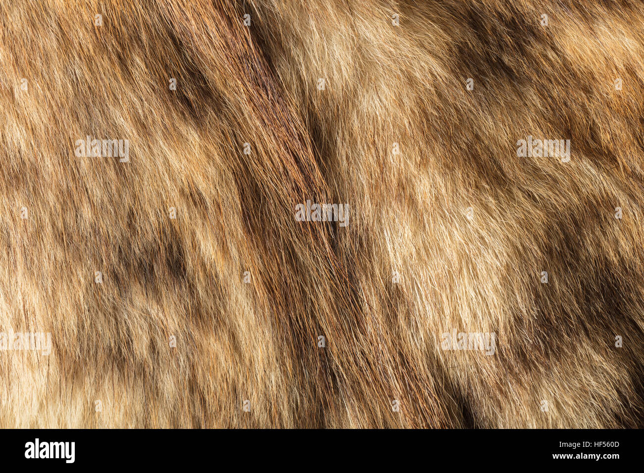 the abstract background texture of natural fur wolf Stock Photo - Alamy