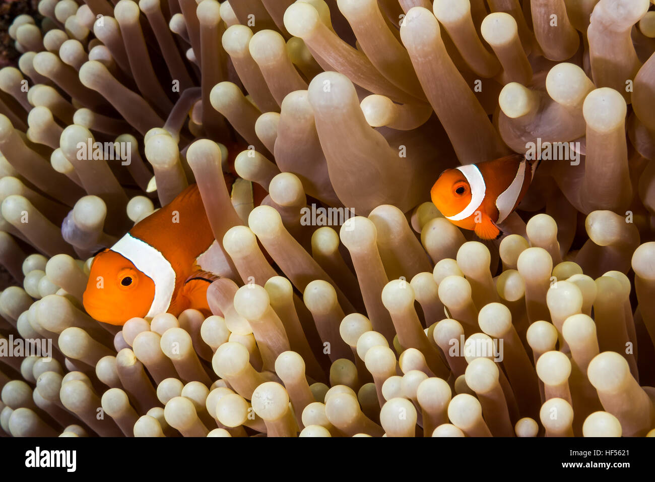 Clown fish hi-res stock photography and images - Alamy
