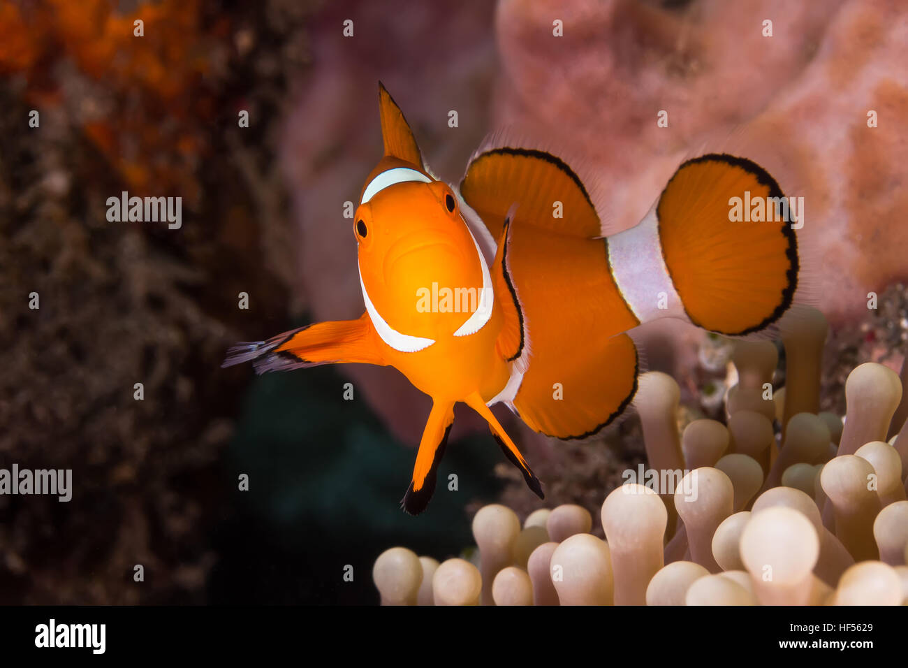 Clow fish hi-res stock photography and images - Alamy