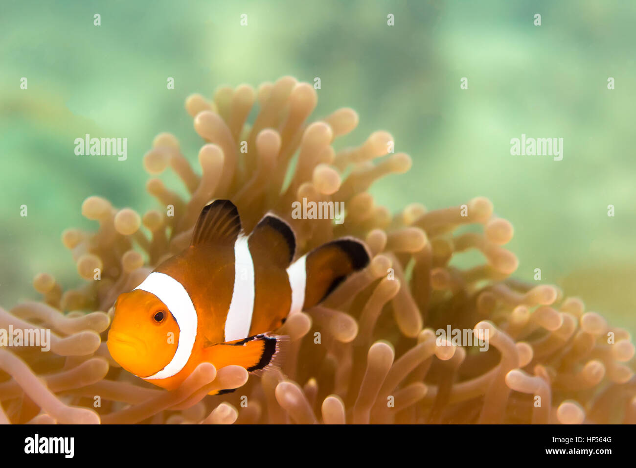 Clow fish hi-res stock photography and images - Alamy