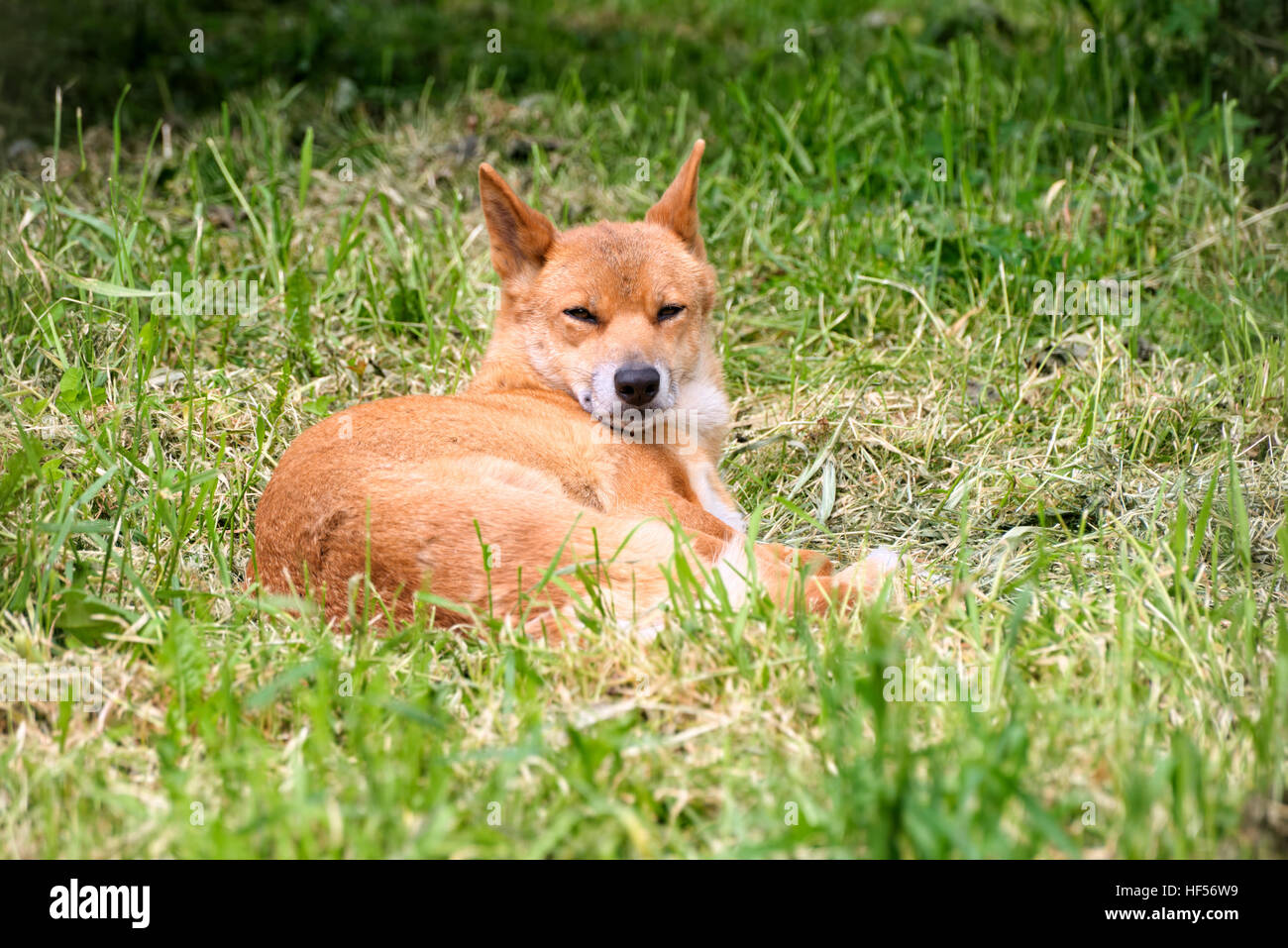 Australian dingo hi-res stock photography and images - Alamy