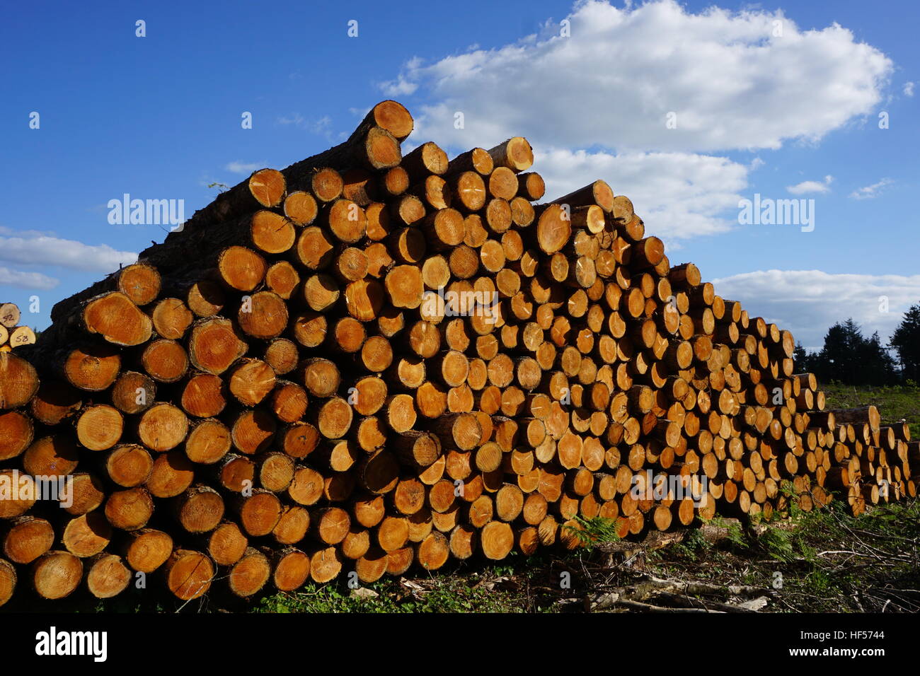 Timber stake hi-res stock photography and images - Alamy