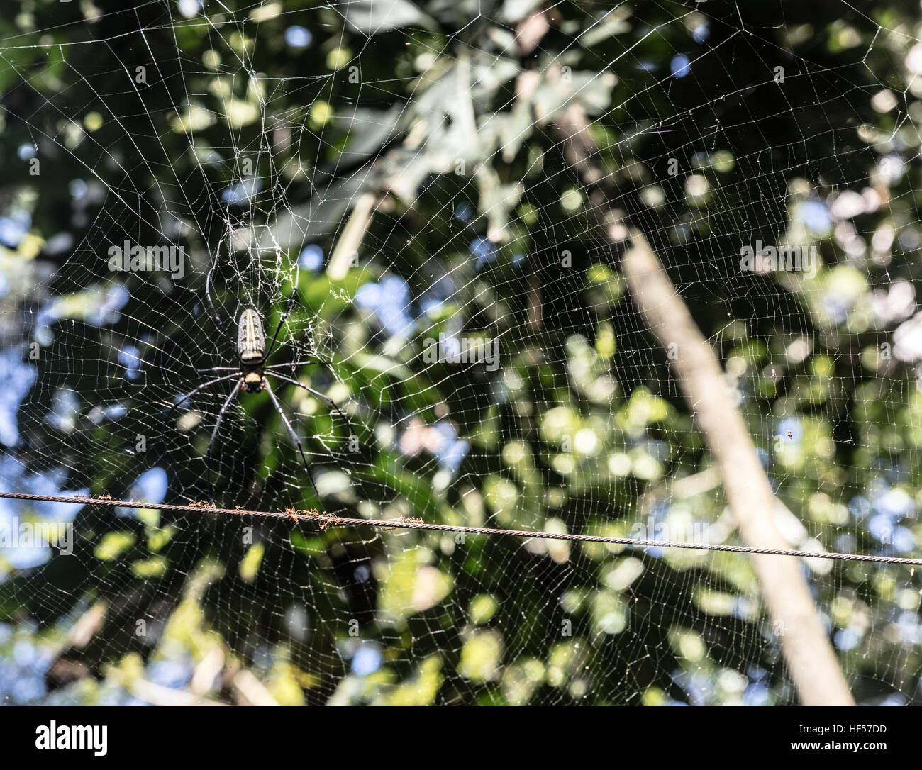 spider on a web and ants, Laos Stock Photo - Alamy