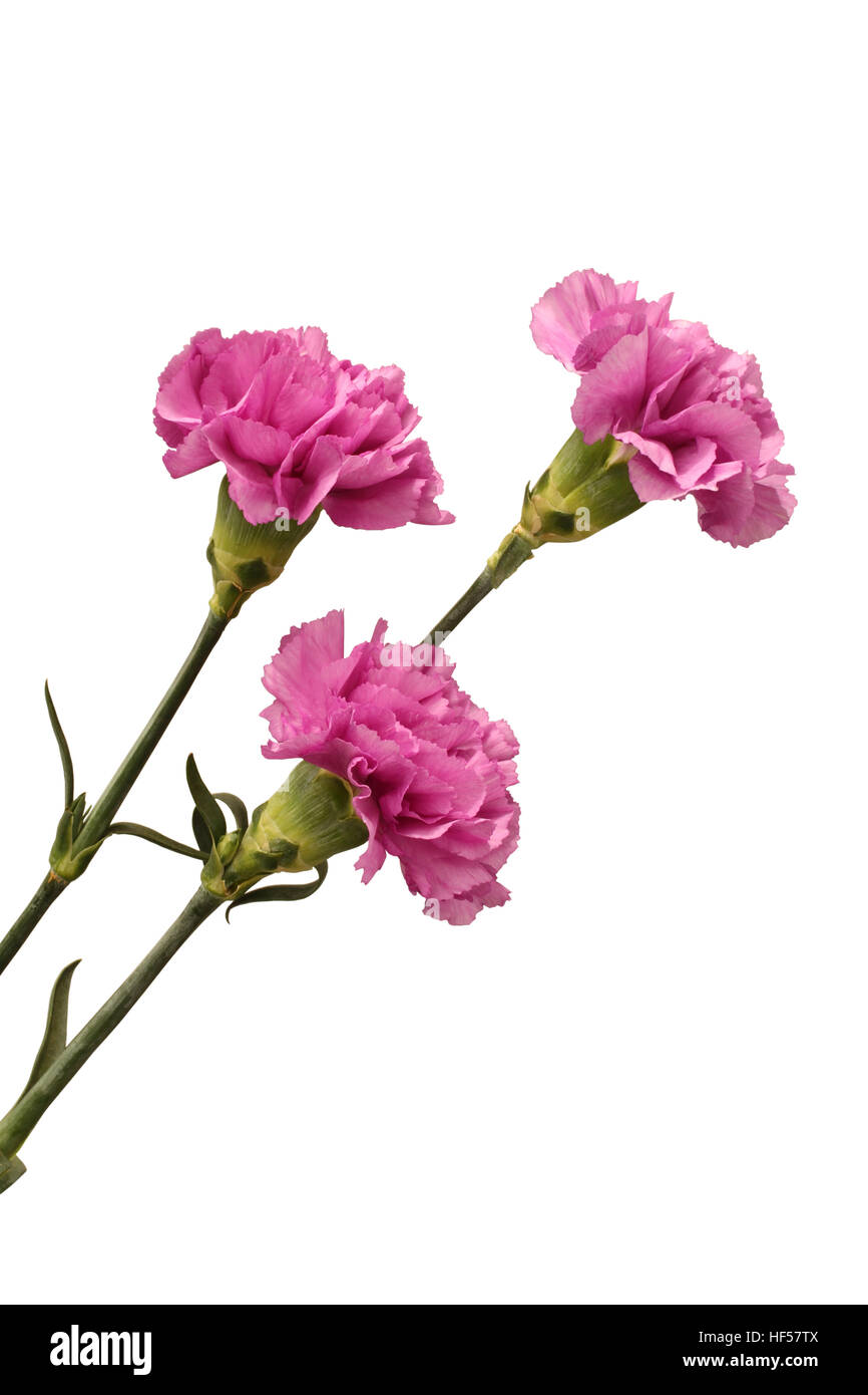 Three gently purple carnations isolated on white background Stock Photo ...