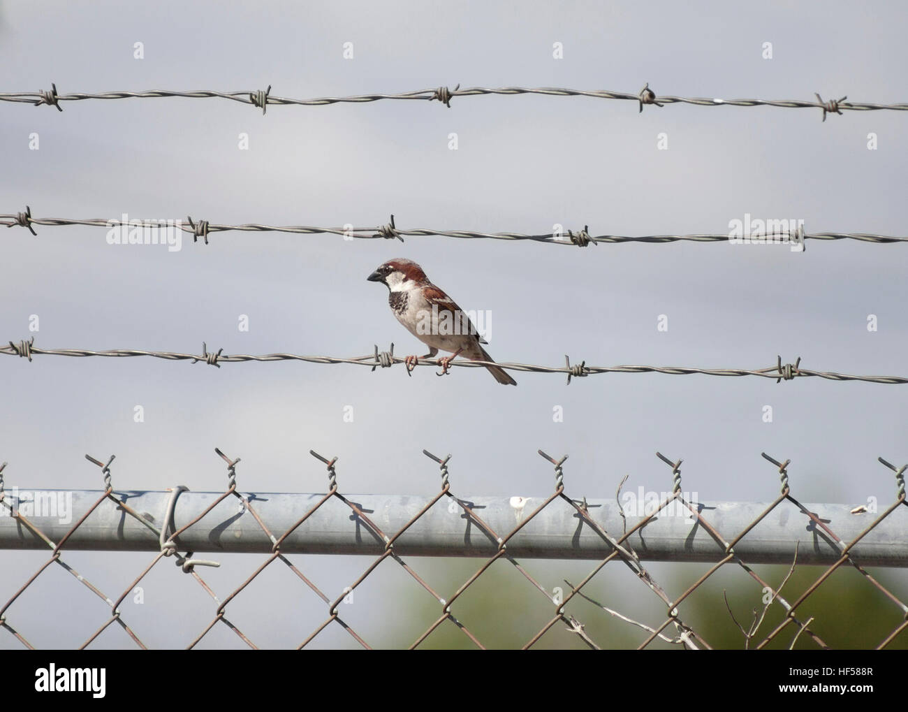 Sparrow on a fence Stock Photo - Alamy