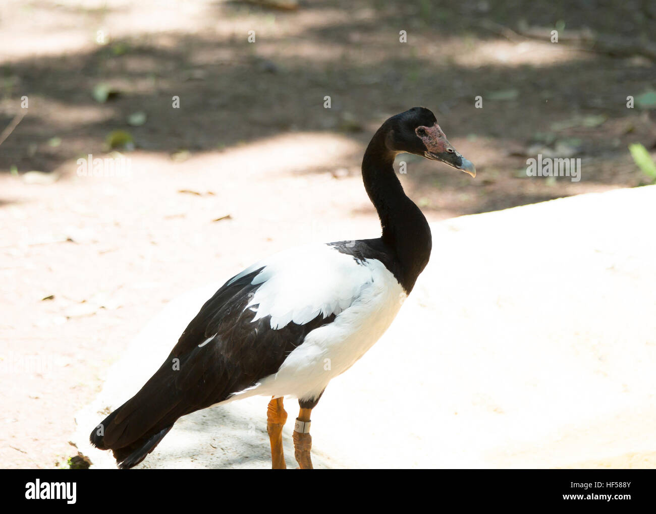 Close up of a spur-winged goose Stock Photo - Alamy