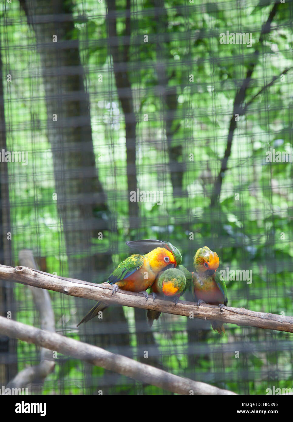 Two sun conures in a cage Stock Photo - Alamy