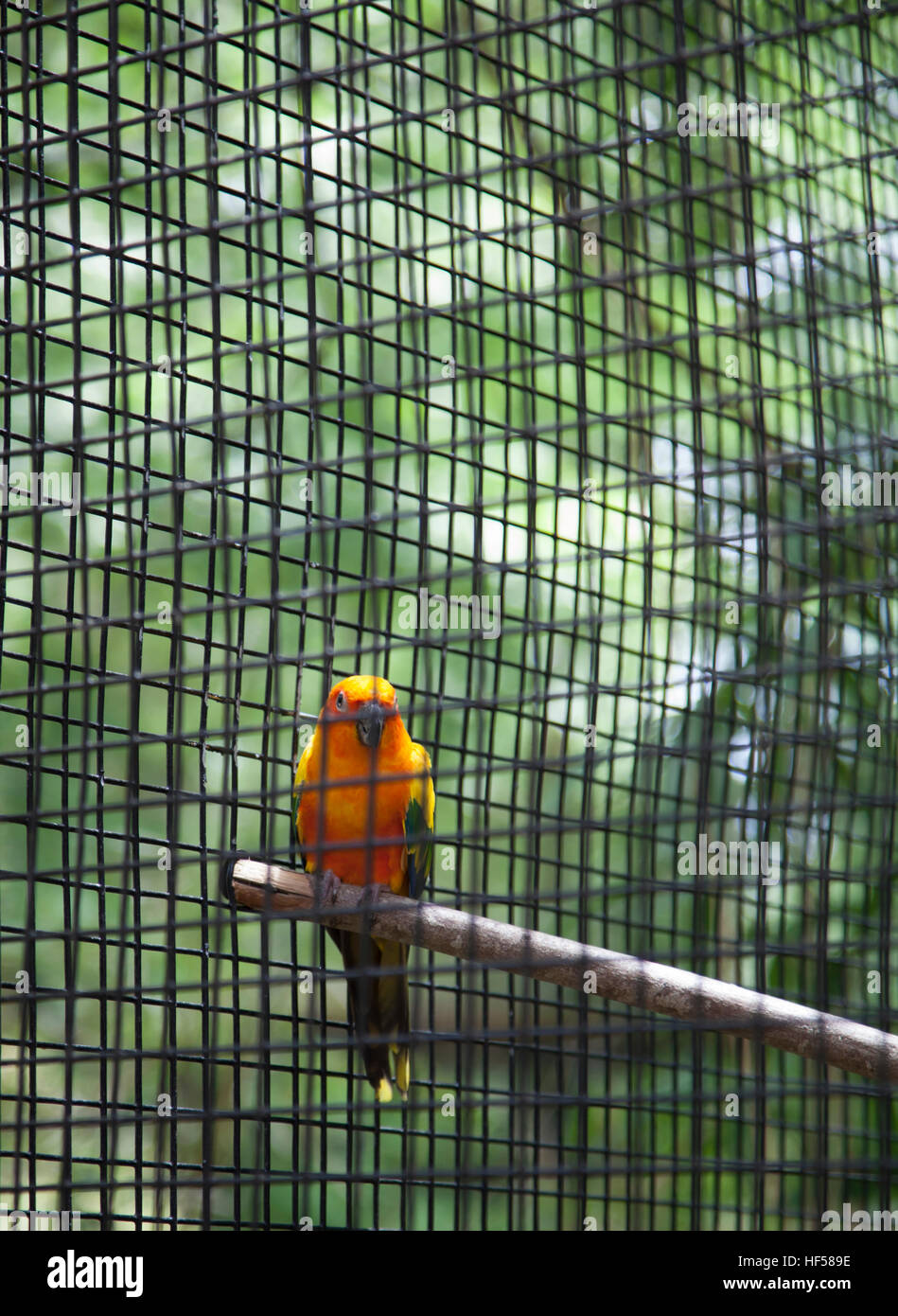 Sun conure in a cage Stock Photo - Alamy