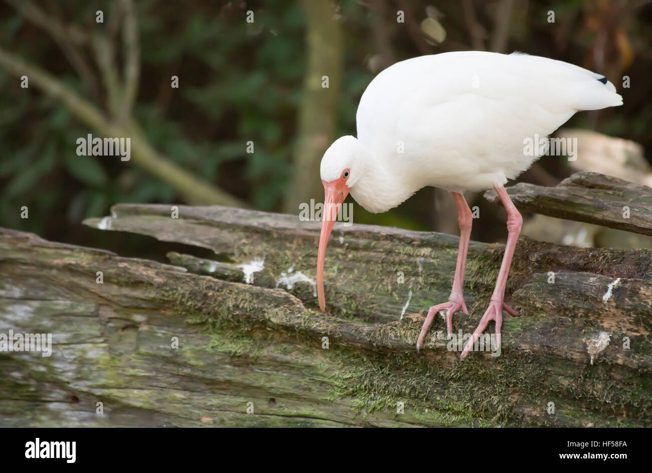 White ibis (Eudocimus albus) on a log Stock Photo - Alamy